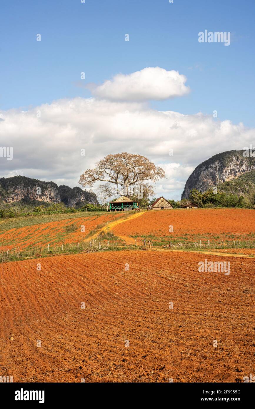 Bao Bao tree near Viñales, Pinar del Río Province, Cuba Stock Photo - Alamy