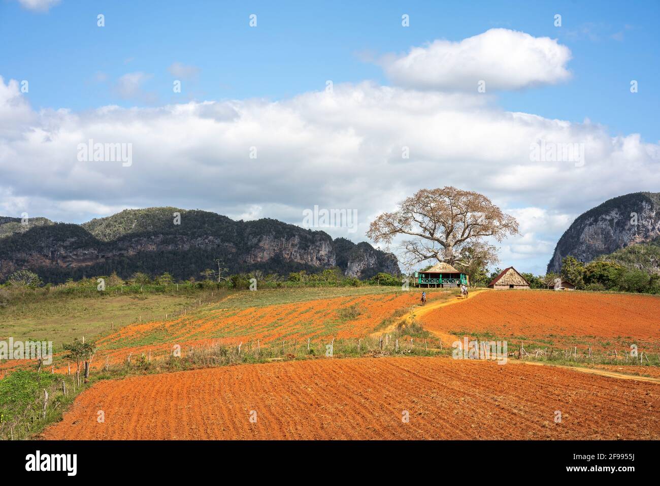 Bao Bao tree near Viñales, Pinar del Río Province, Cuba Stock Photo - Alamy