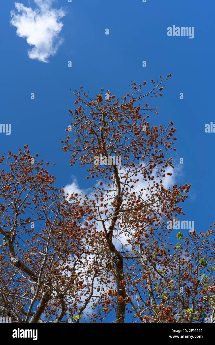 Rio bao hi-res stock photography and images - Alamy