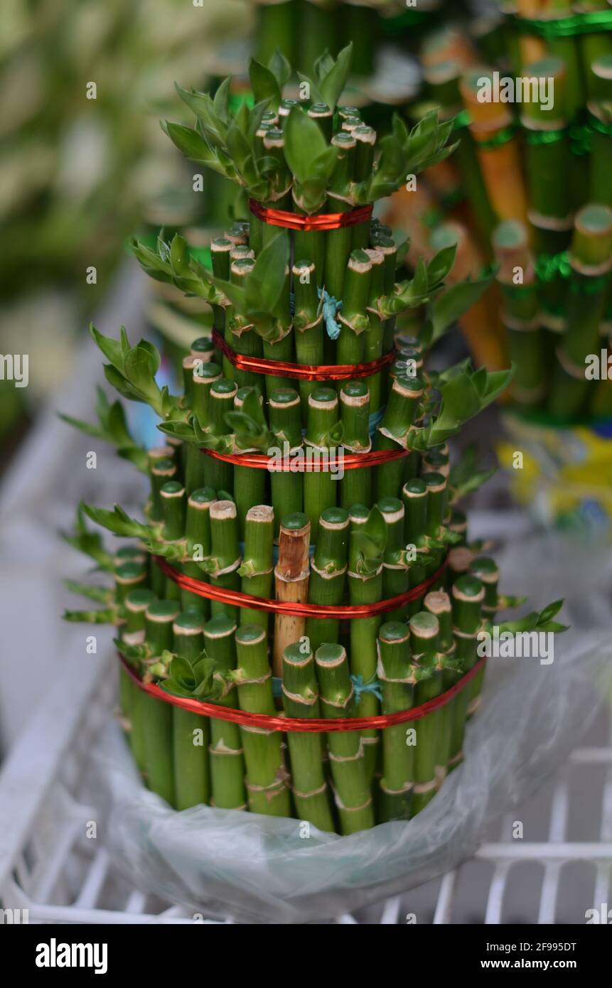 Lucky bamboo decoration for Chinese religious rituals Stock Photo - Alamy