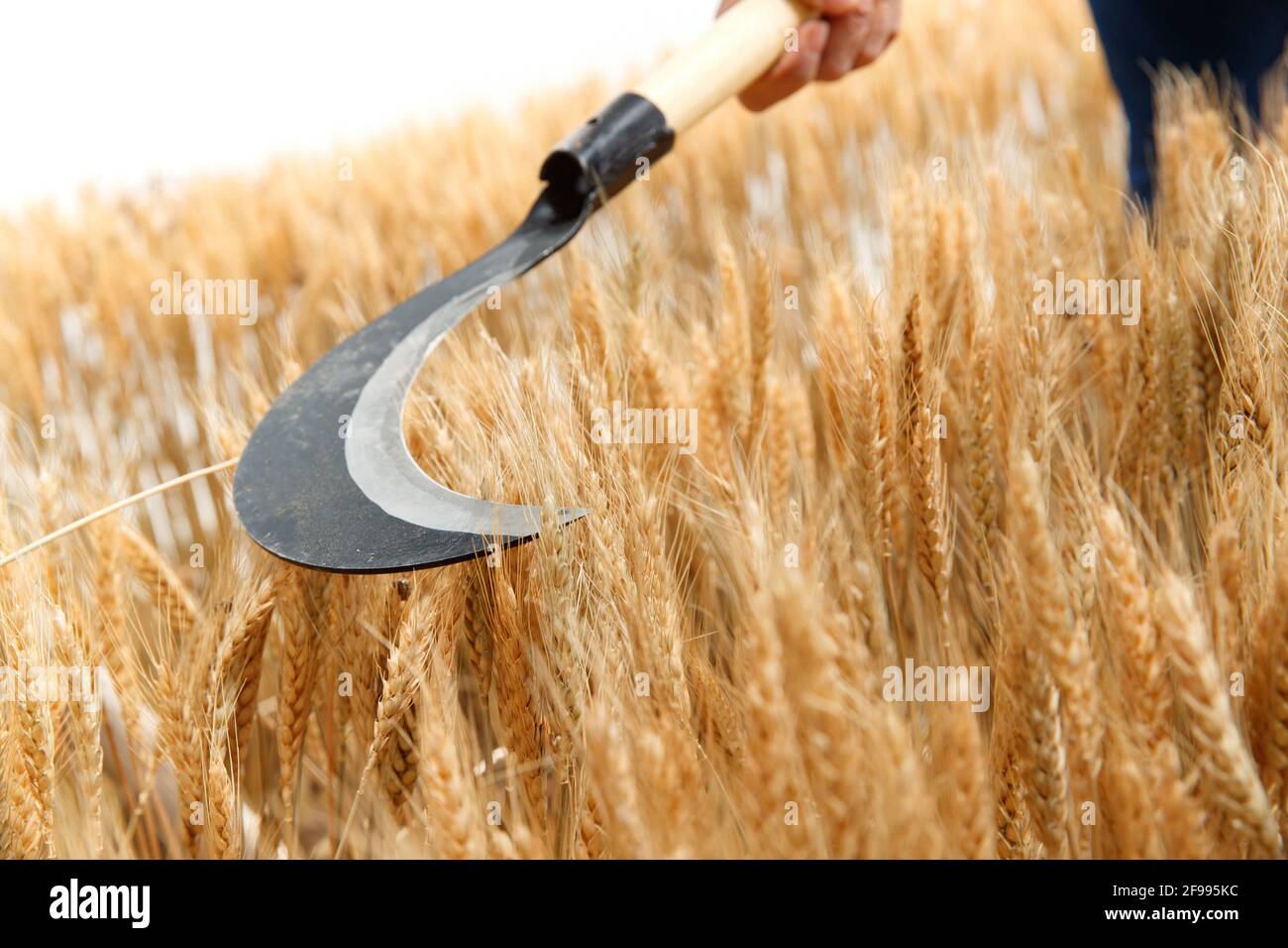 Farmers harvest wheat with a sickle Stock Photo - Alamy