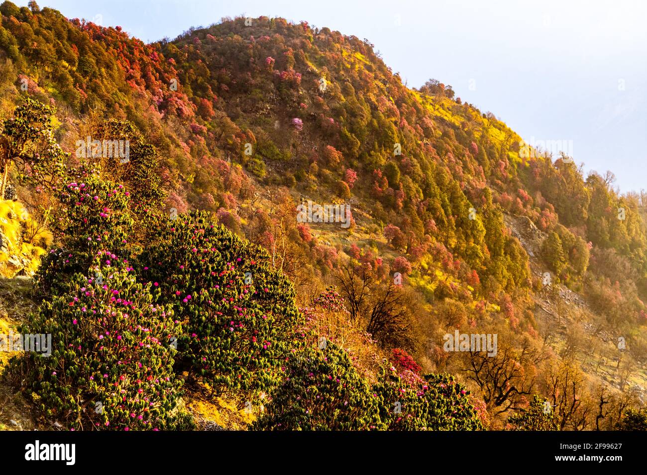 View of spring foliage and mountains in Himalayas Mountains in ...