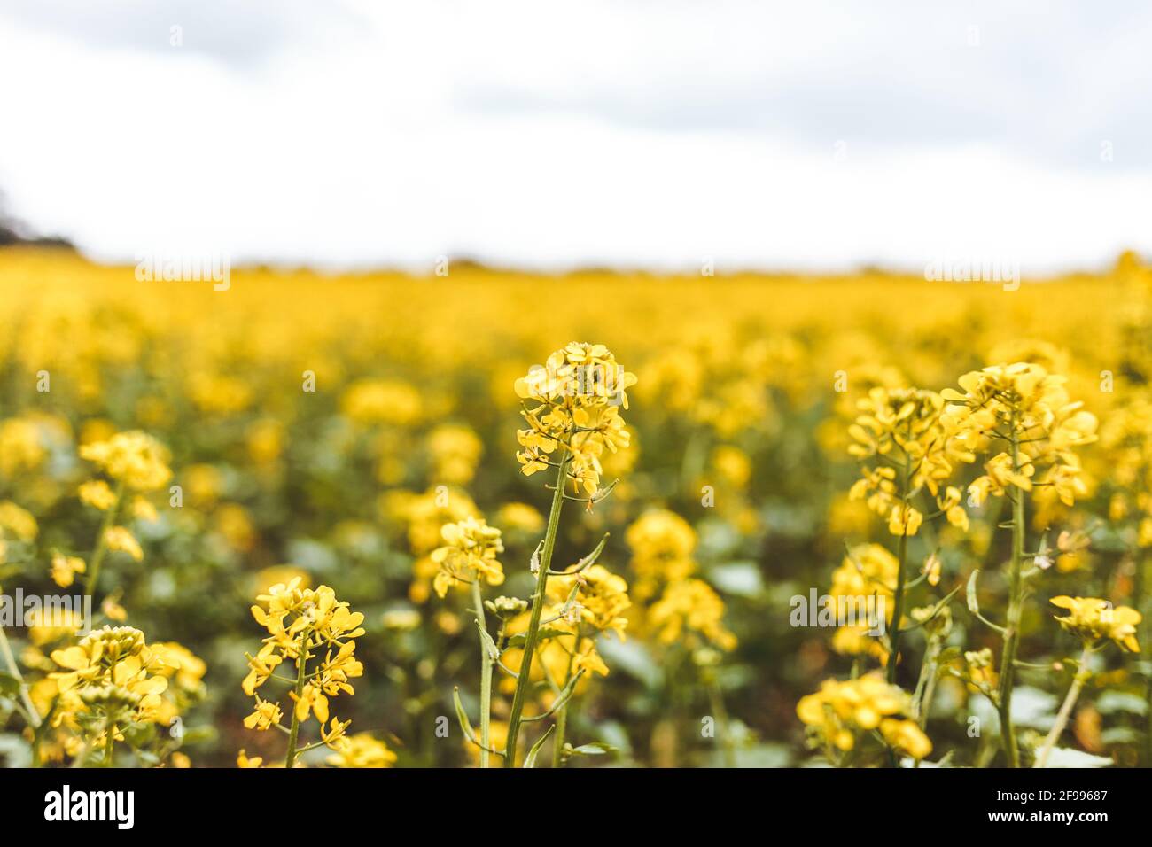 Soft focus of a vast rapeseed plantation under a cloudy sky Stock Photo ...