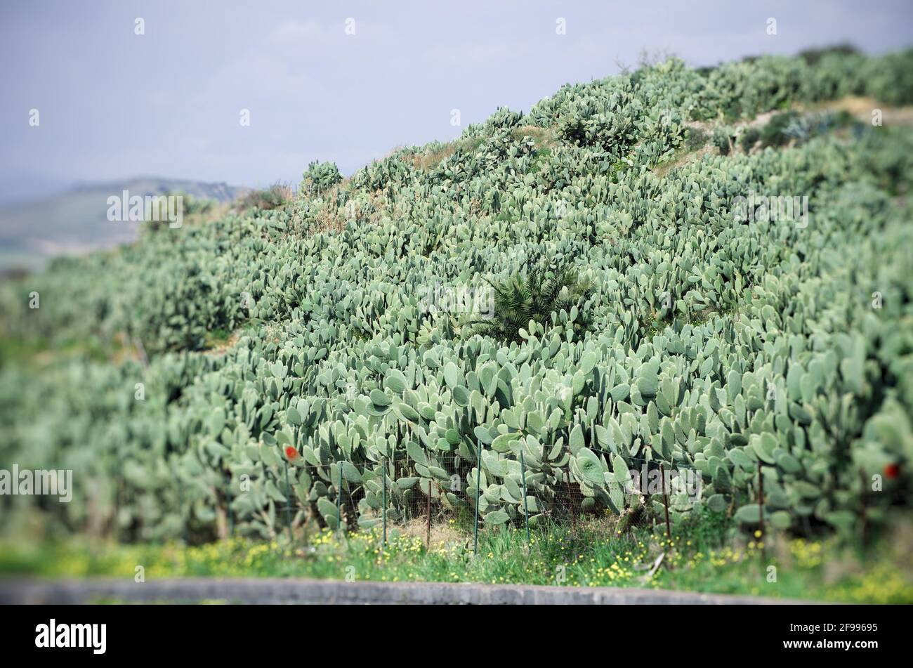 agriculture in Sicily plant of small palm tree surrounded by cactus ...