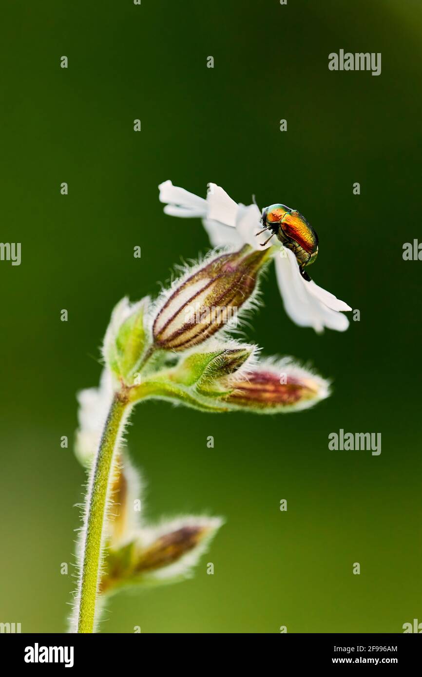 Shiny black beetle hi-res stock photography and images - Alamy