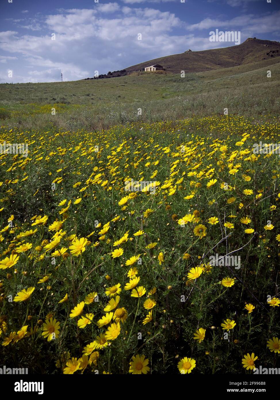 Pasture field wild yellow flowers hi-res stock photography and images ...
