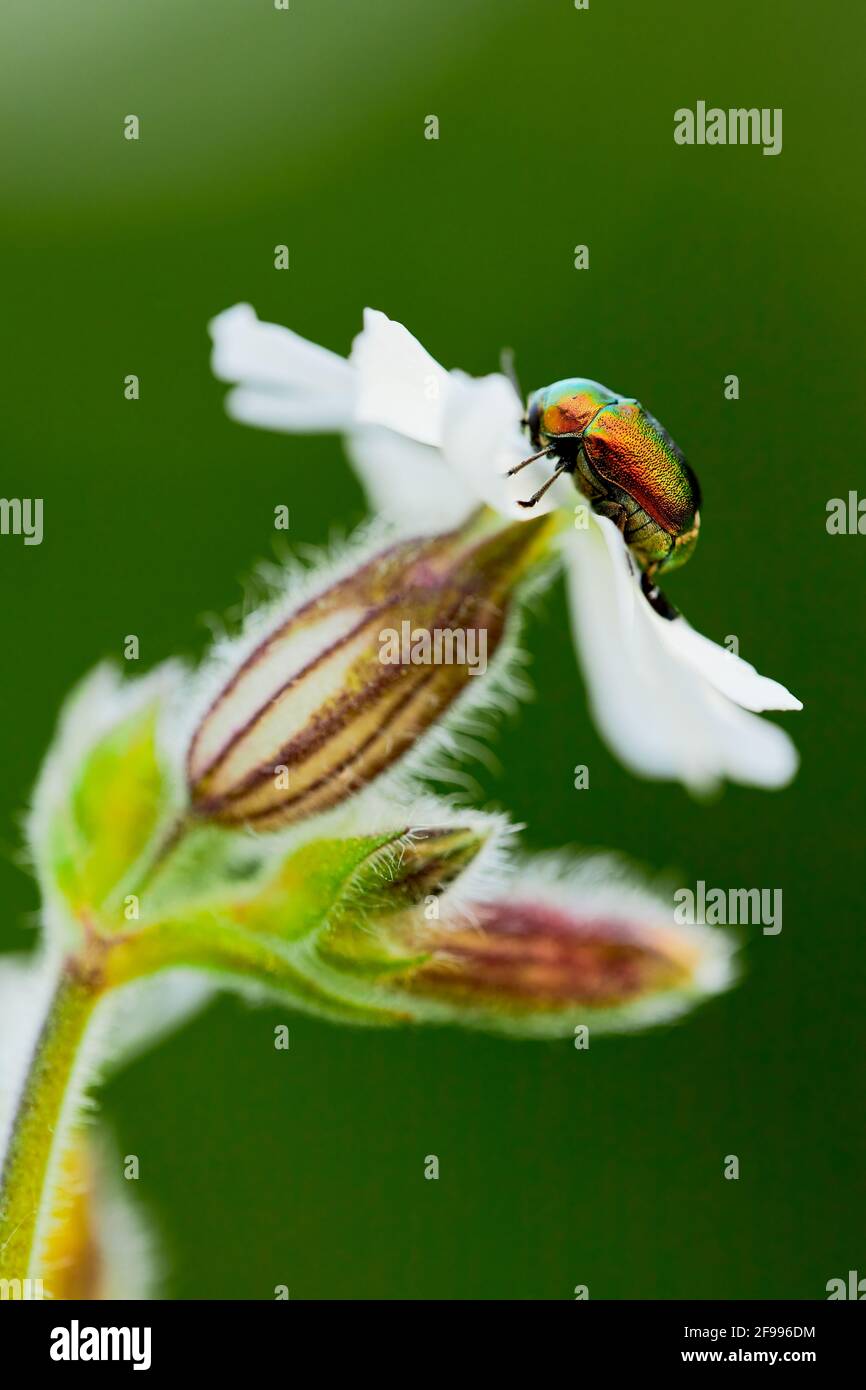 Shiny animals hi-res stock photography and images - Alamy