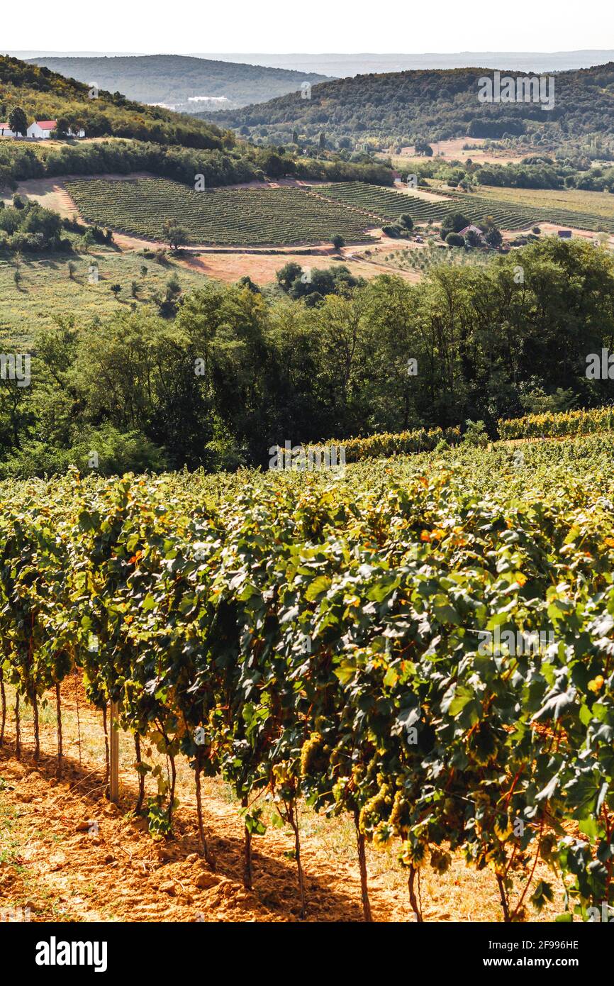 Vertical shot of a vast vineyard at a countryside Stock Photo - Alamy