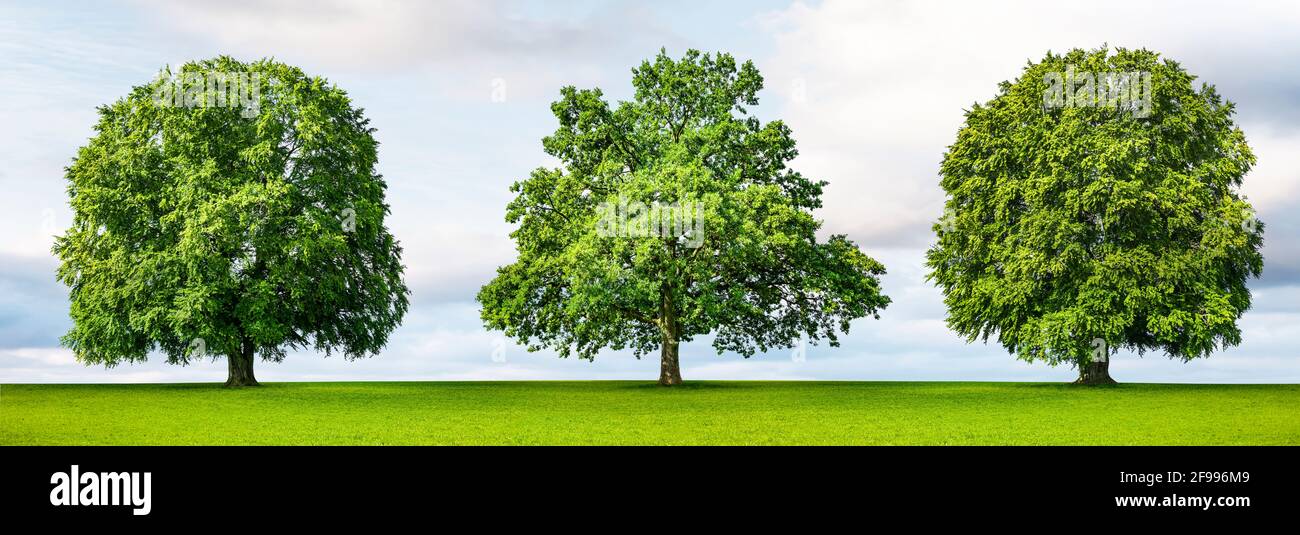 Three deciduous trees hi-res stock photography and images - Alamy