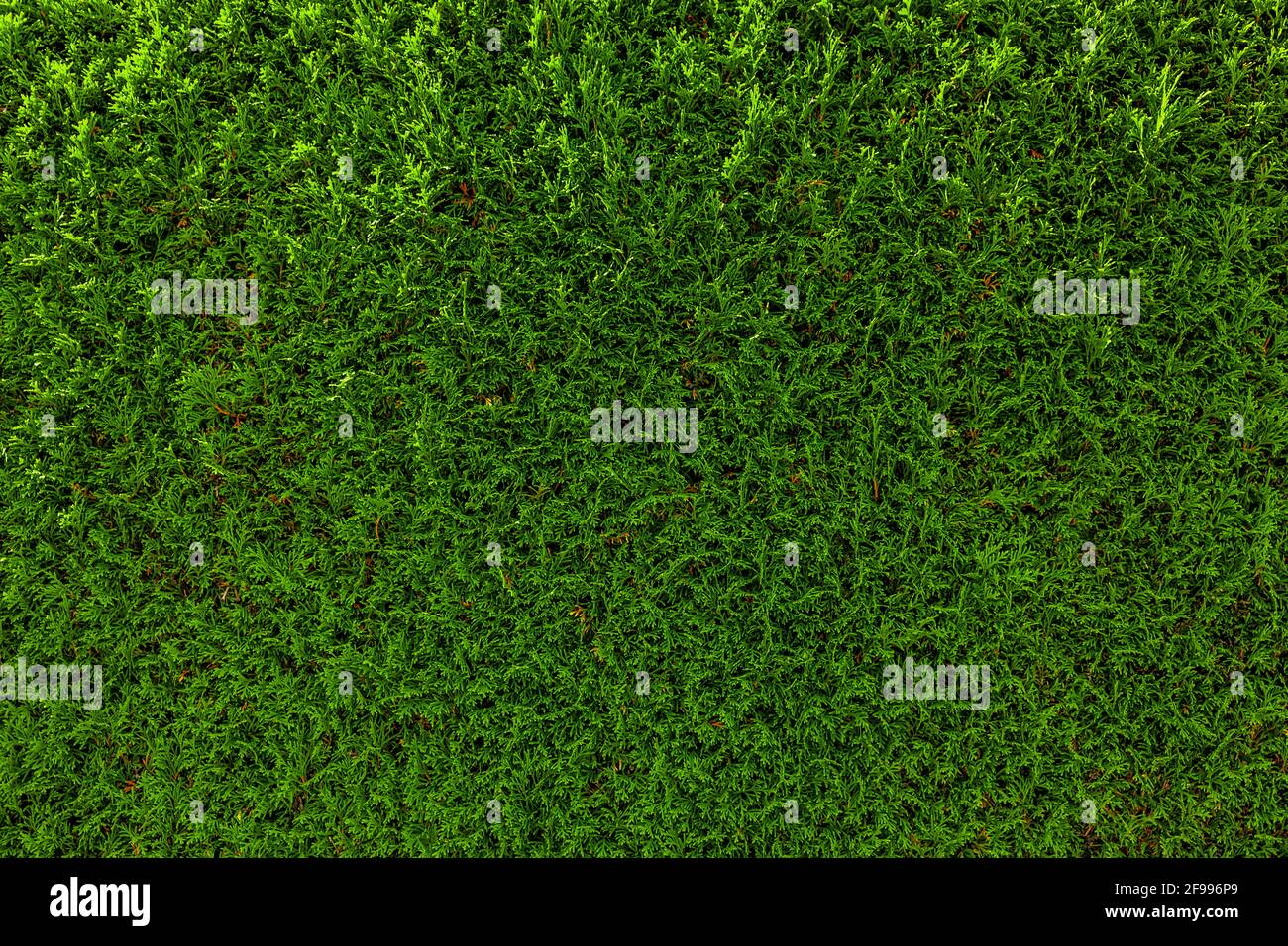 Thuja hedge hi-res stock photography and images - Alamy