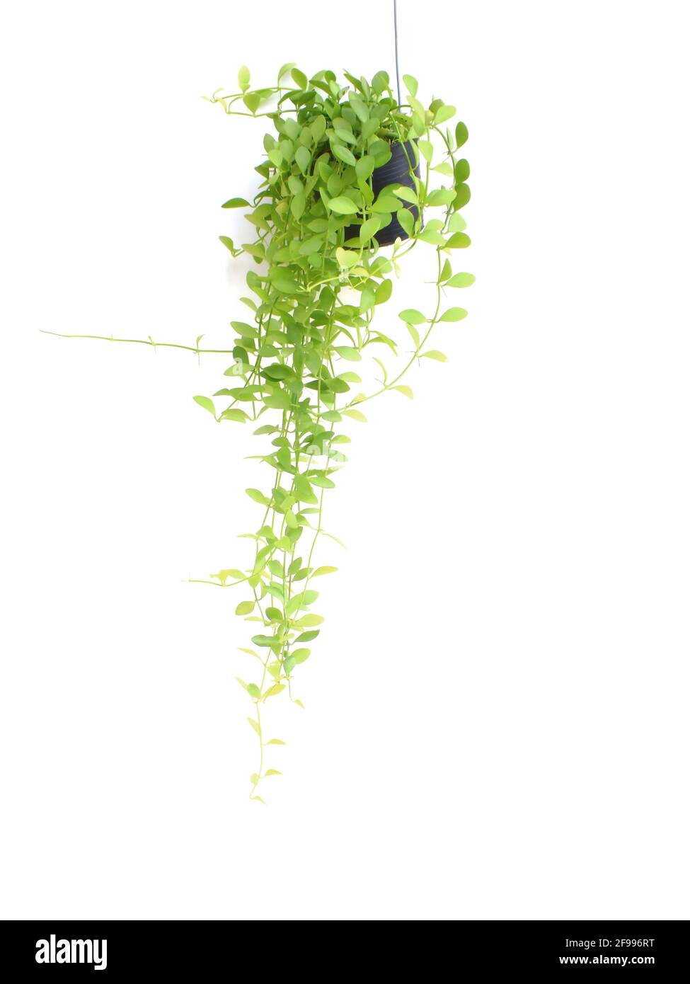 Green house ivy plant Hanging in flower pot isolated on white ...