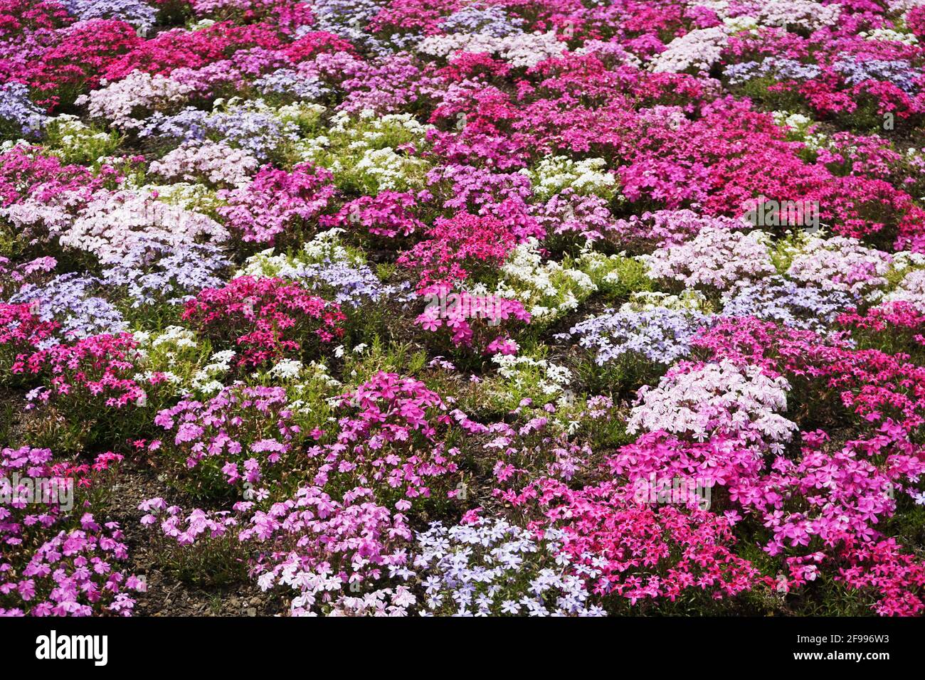 Blooming Shibazakura Pink Moss flower garden Stock Photo - Alamy