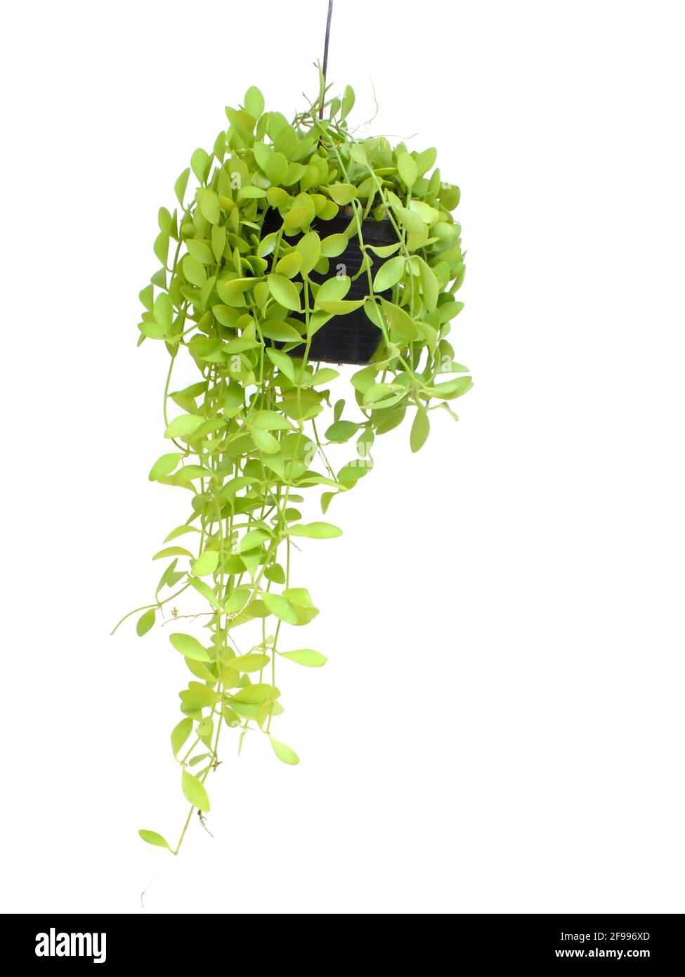 Green house ivy plant Hanging in flower pot isolated on white ...