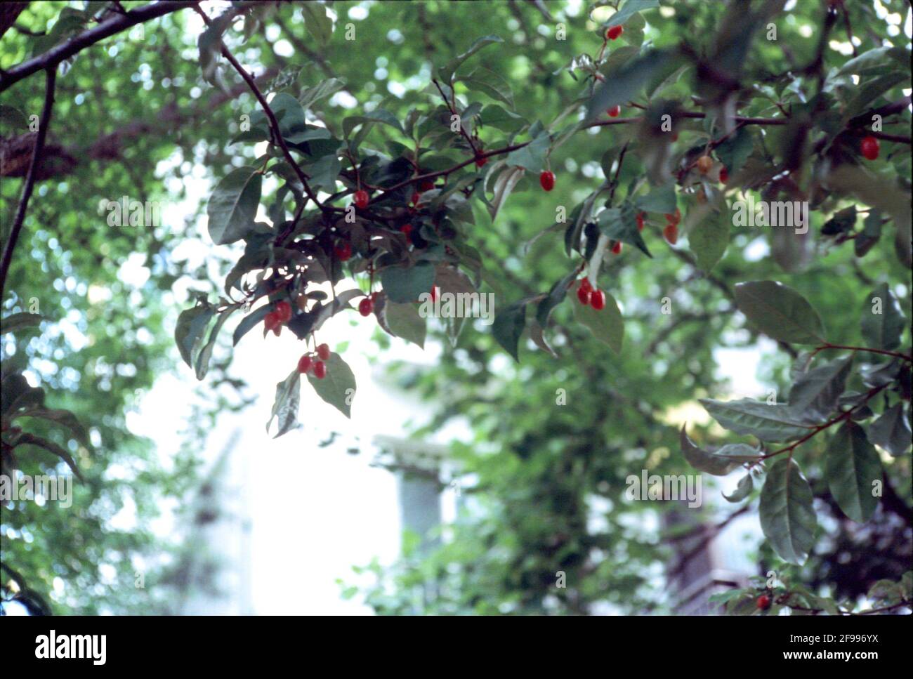 Fresh and pretty bodhi tree fruit Stock Photo - Alamy