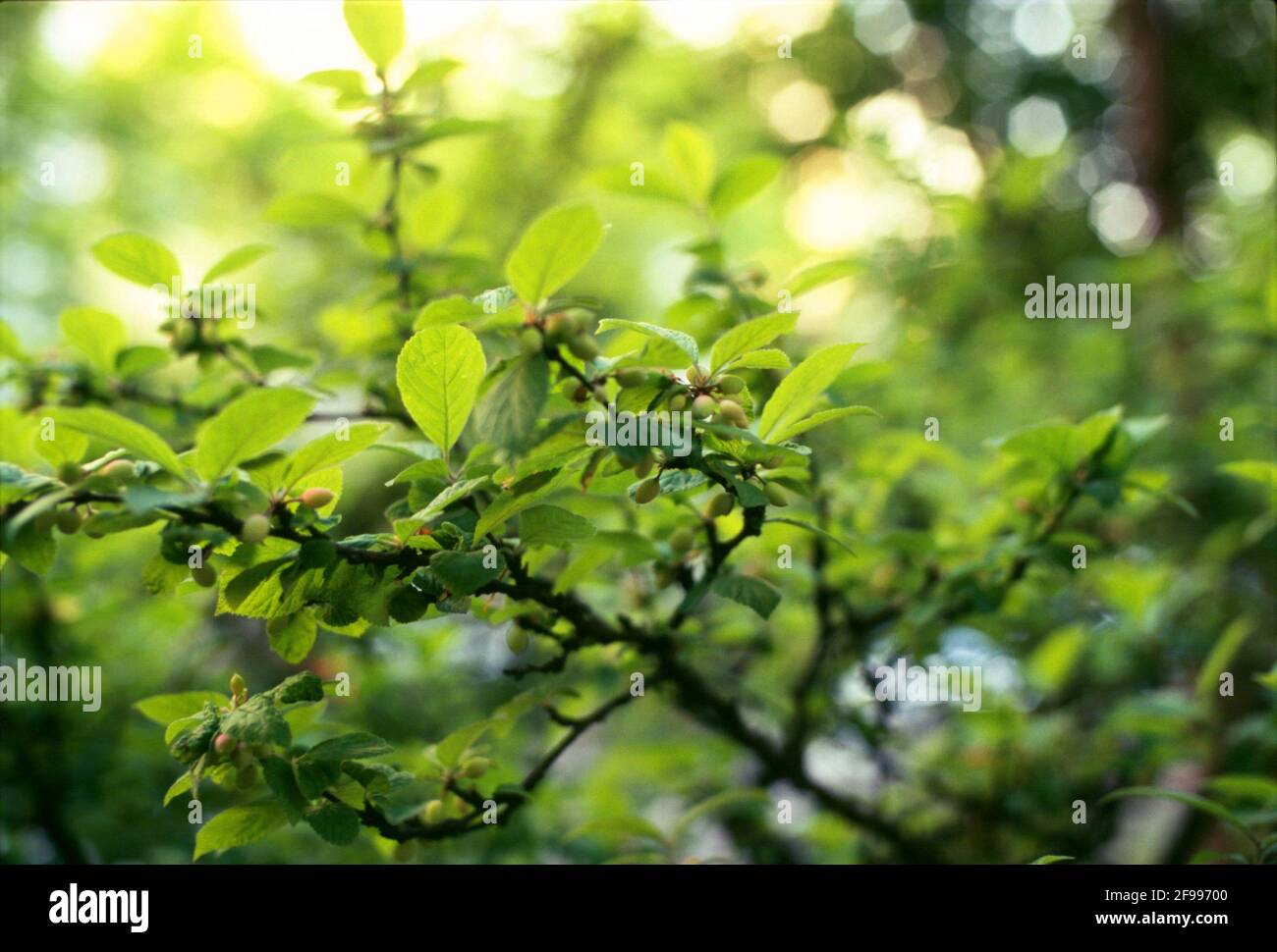 Greedy tree hi-res stock photography and images - Alamy