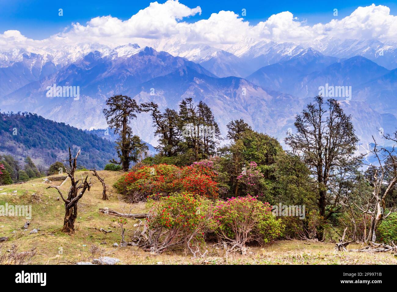 This is the view of Himalayas Panchchuli peaks & alpine landscape from ...