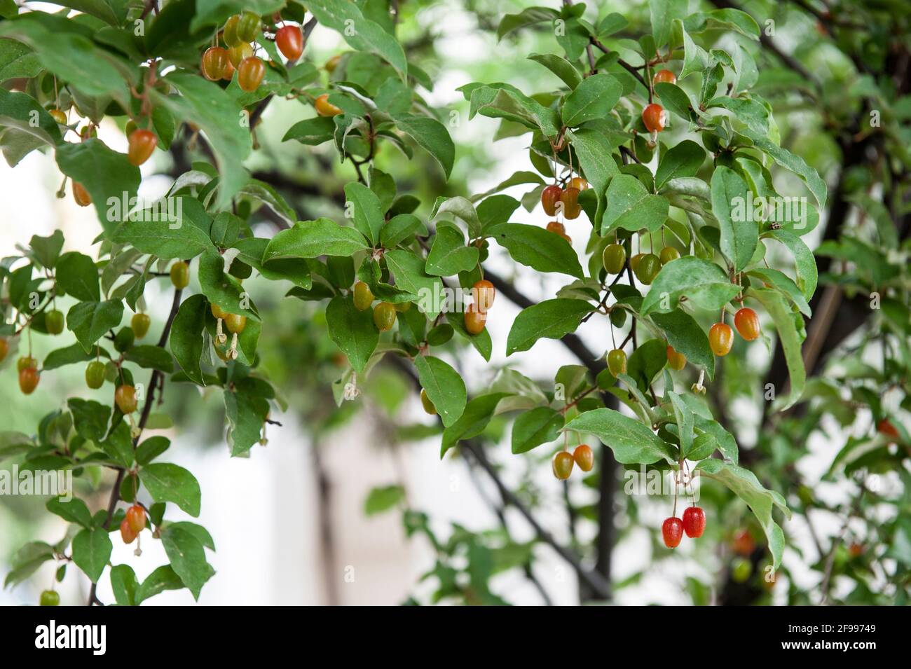 Bodhi tree fruit hi-res stock photography and images - Alamy