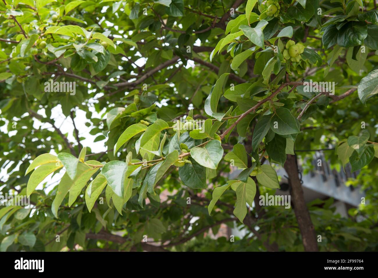 Persimmons hang on the persimmon tree Stock Photo - Alamy