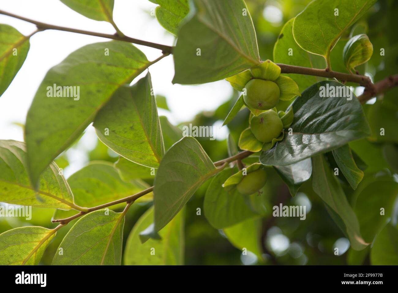 Persimmons hang on the persimmon tree Stock Photo - Alamy