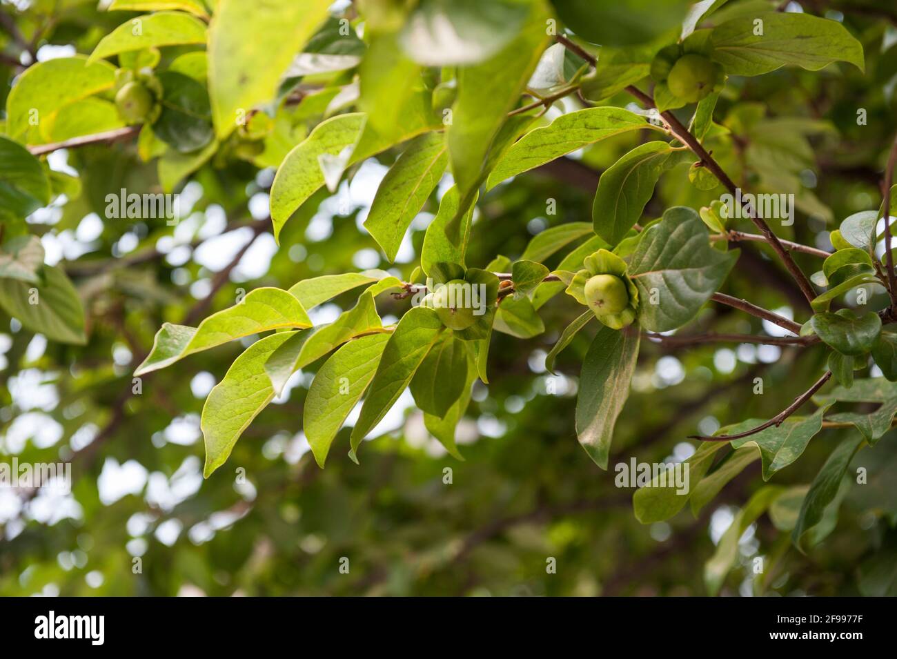 Persimmons hang on tree hi-res stock photography and images - Alamy