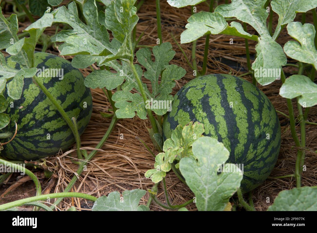 Summer is the season of watermelon Stock Photo - Alamy