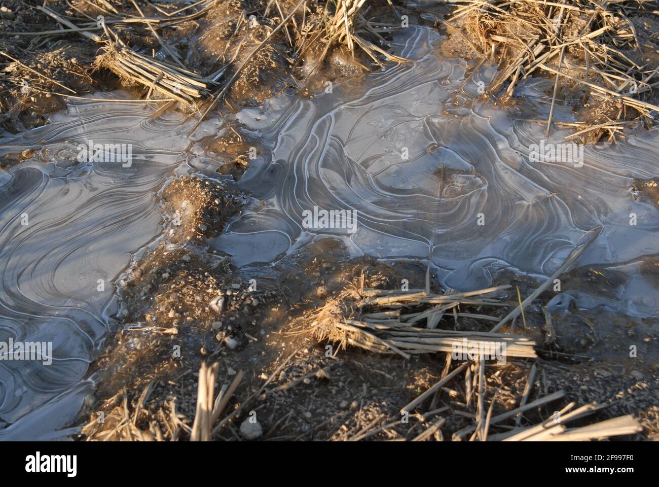 Ice is frozen in the paddy soil Stock Photo - Alamy