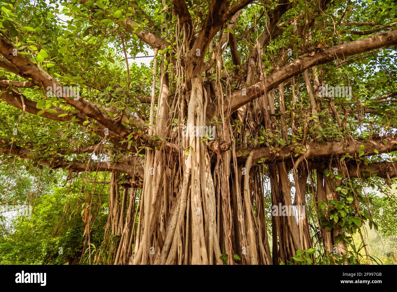 Banyan or banian is a fig that begins its life as an epiphyte. Ficus ...