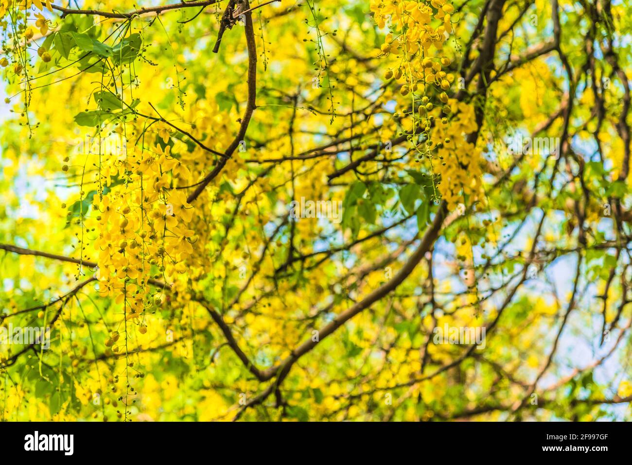 Selective focus fresh yellow flowers of Cassia fistula also known as golden shower tree at Deer ...