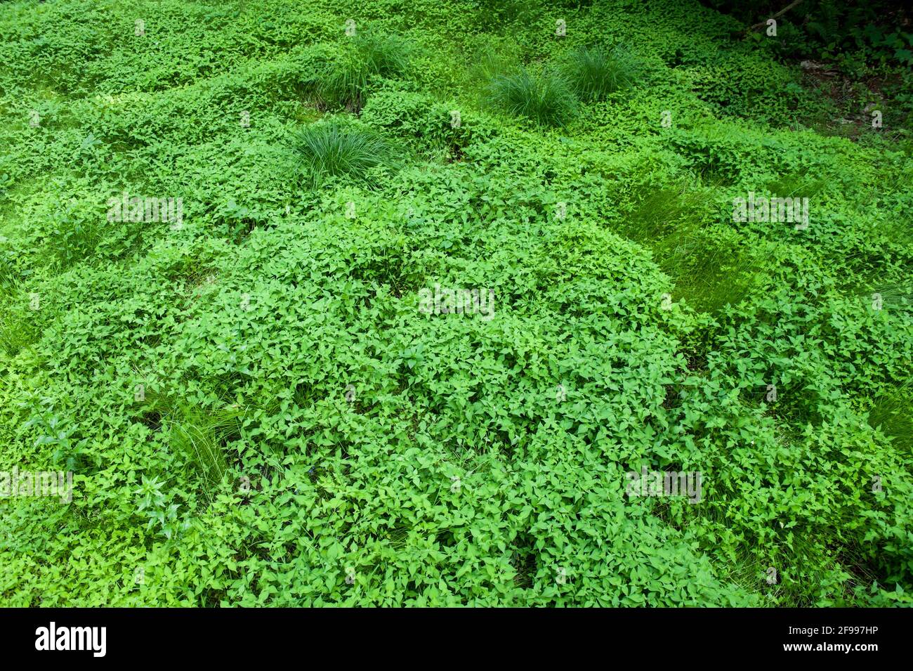 Full of bushes hi-res stock photography and images - Alamy
