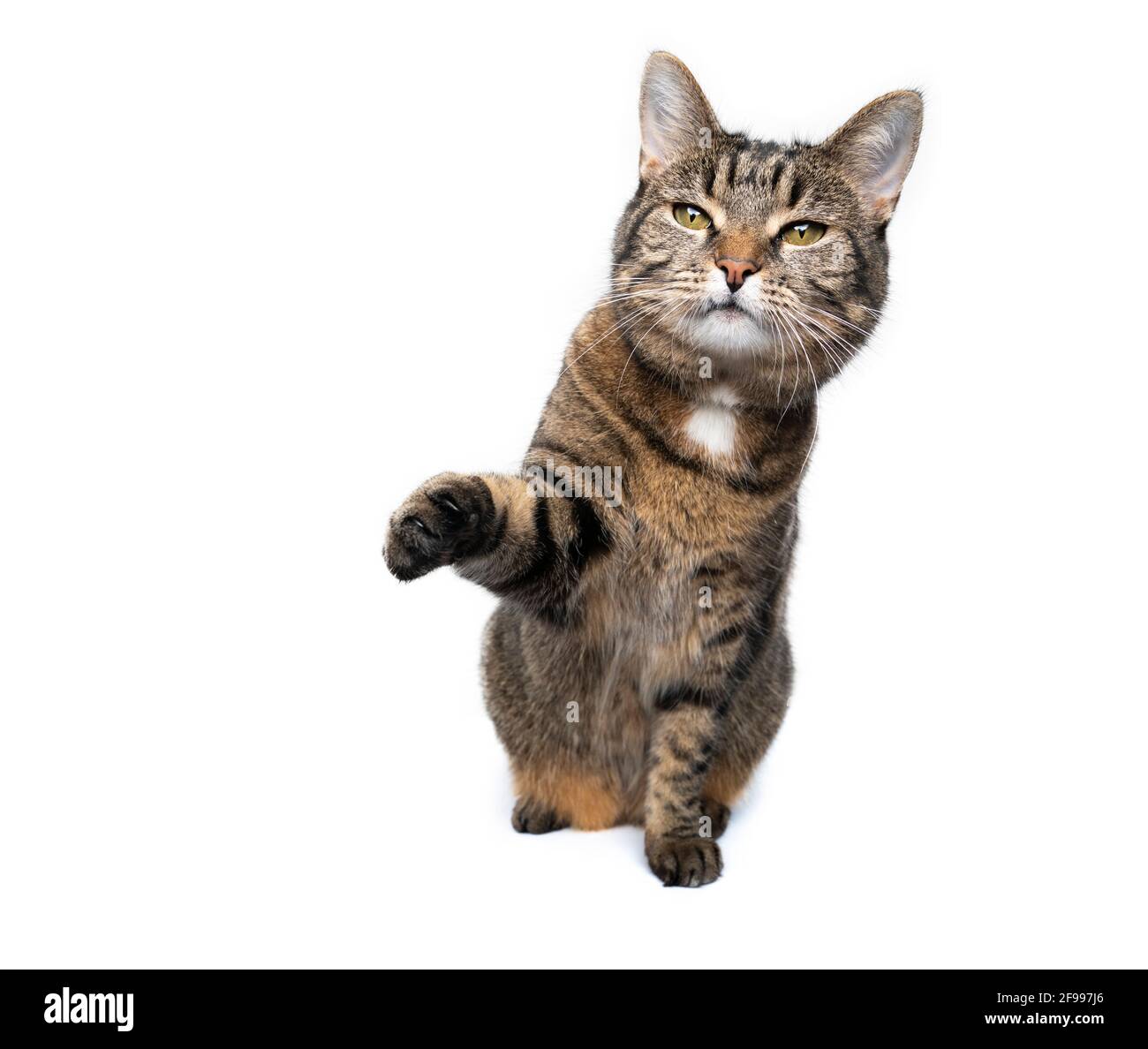 tabby shorthair cat sitting lifting paw begging for food isolated on ...