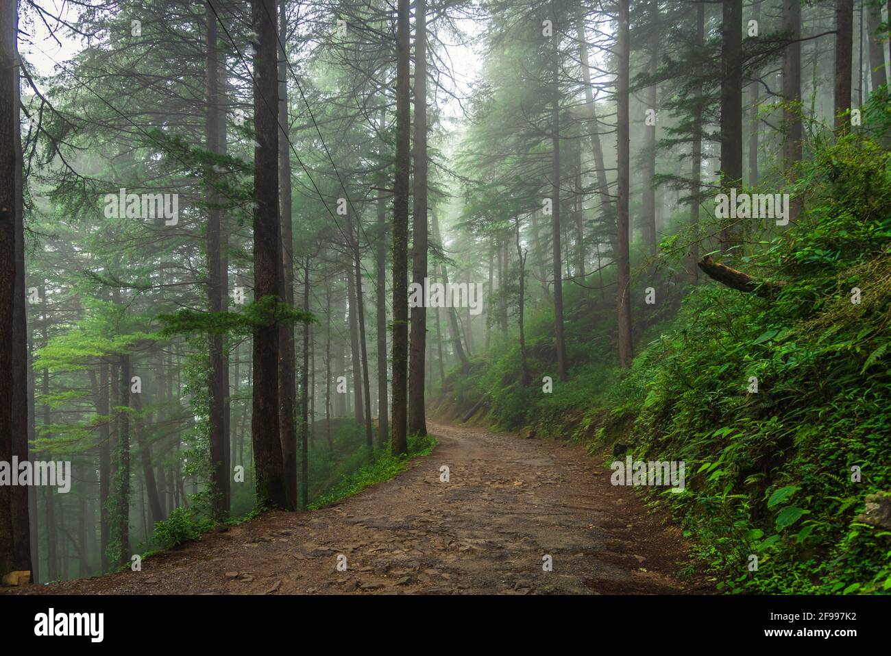 View enroute to Triund trekking trail at Mcleodganj, Dhramshala ...