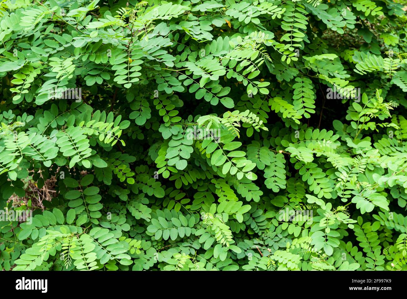 Early acacia hi-res stock photography and images - Alamy