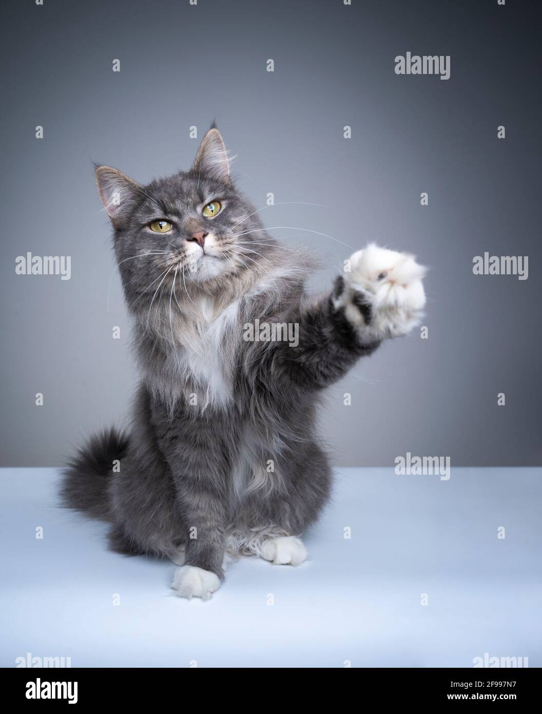 studio shot of a playful gray maine coon cat lifting paw reaching out ...