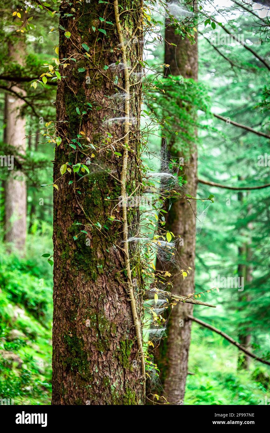 Nature epiphyte trees growth hi-res stock photography and images - Alamy