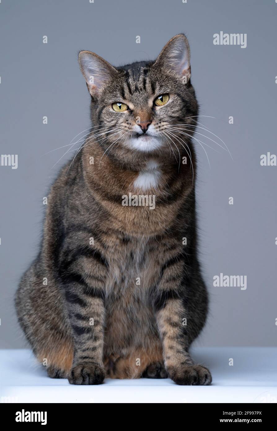 studio portrait of a tabby shorthair cat with snaggletooth making funny ...
