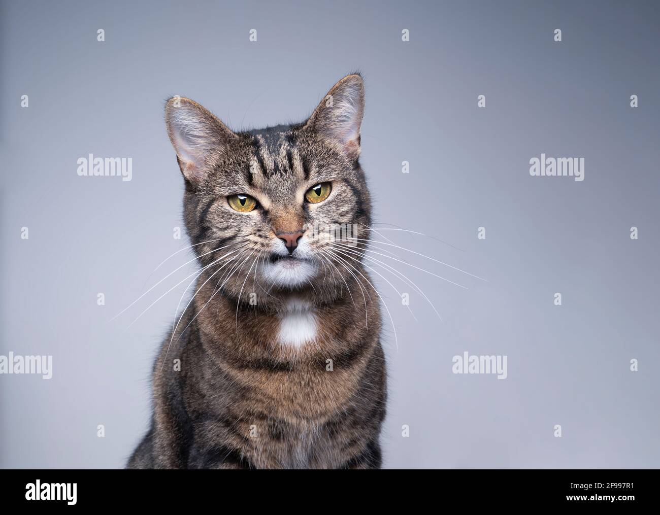 studio portrait of a tabby shorthair cat with snaggletooth on gray ...