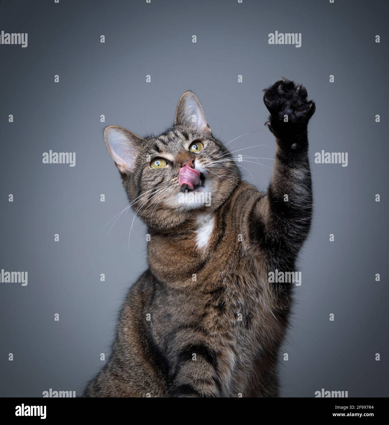 Begging cat hi-res stock photography and images - Alamy