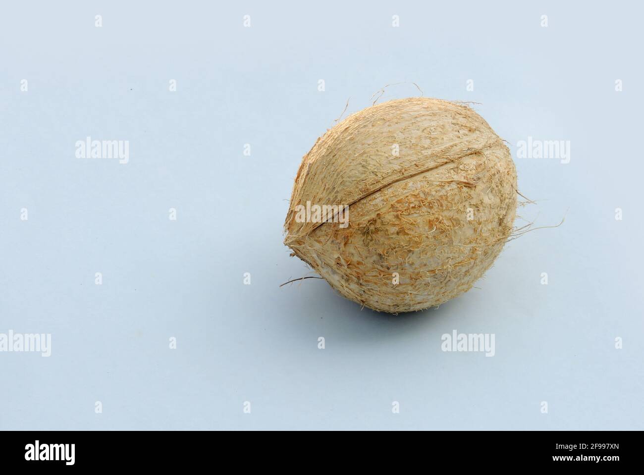 Closeup of an unhusked coconut on white background with space for your ...