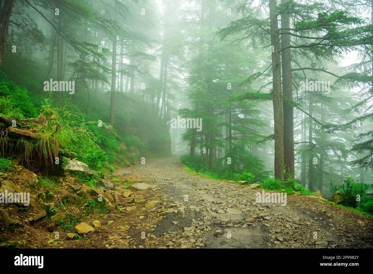View enroute to Triund trekking trail at Mcleodganj, Dhramshala ...
