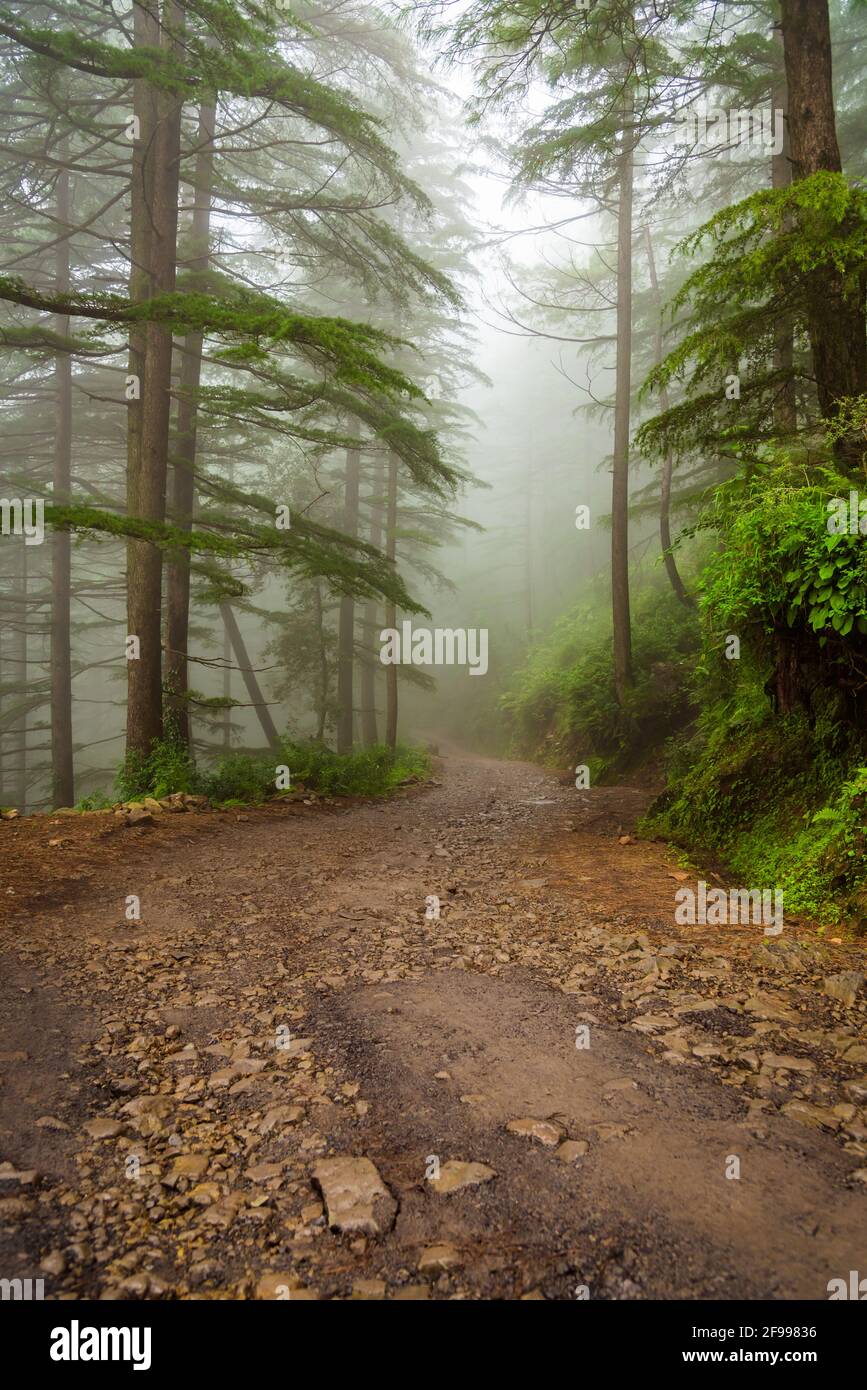 View enroute to Triund trekking trail at Mcleodganj, Dhramshala ...