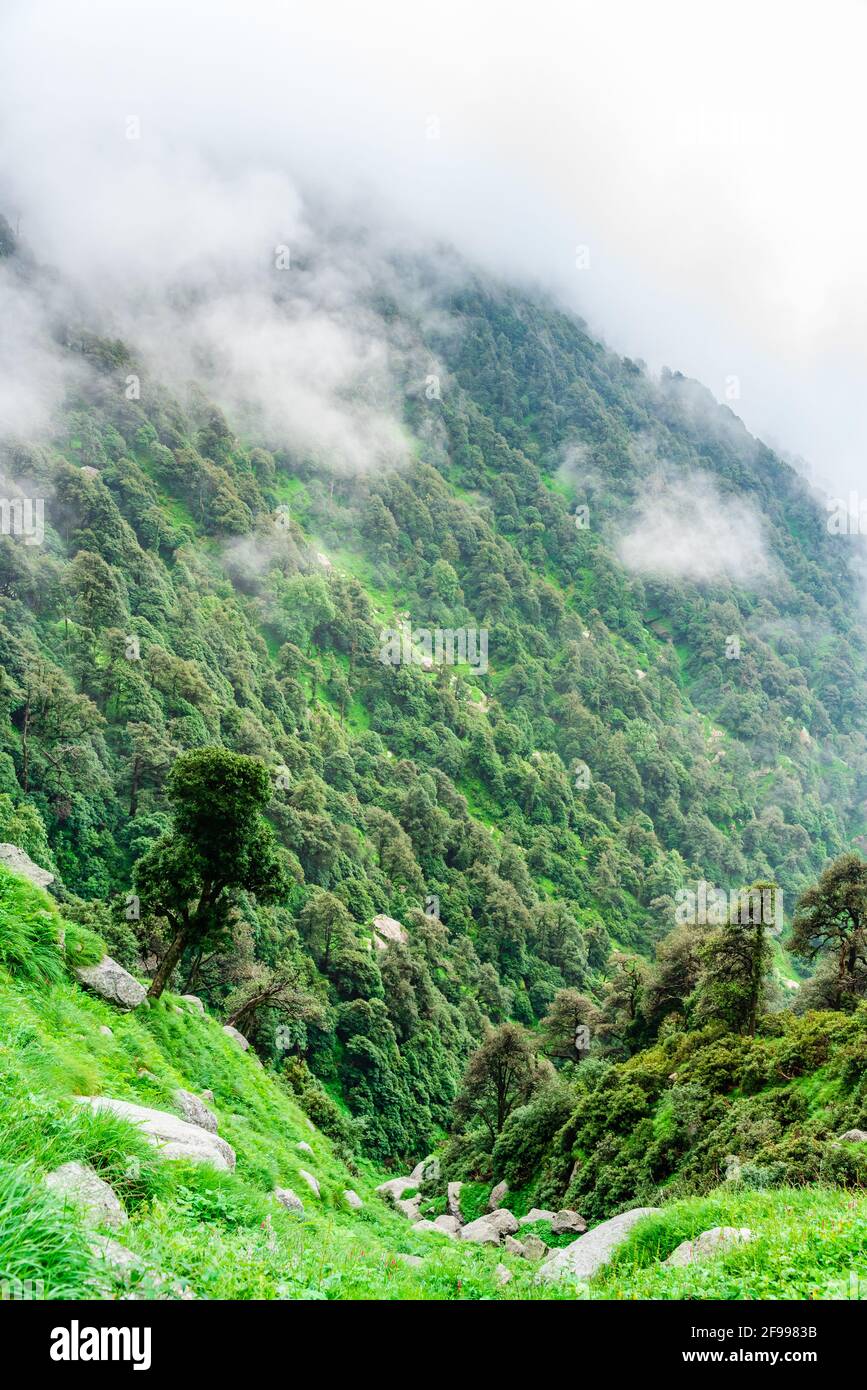Forested mountain slope with the evergreen conifers shrouded in mist in ...