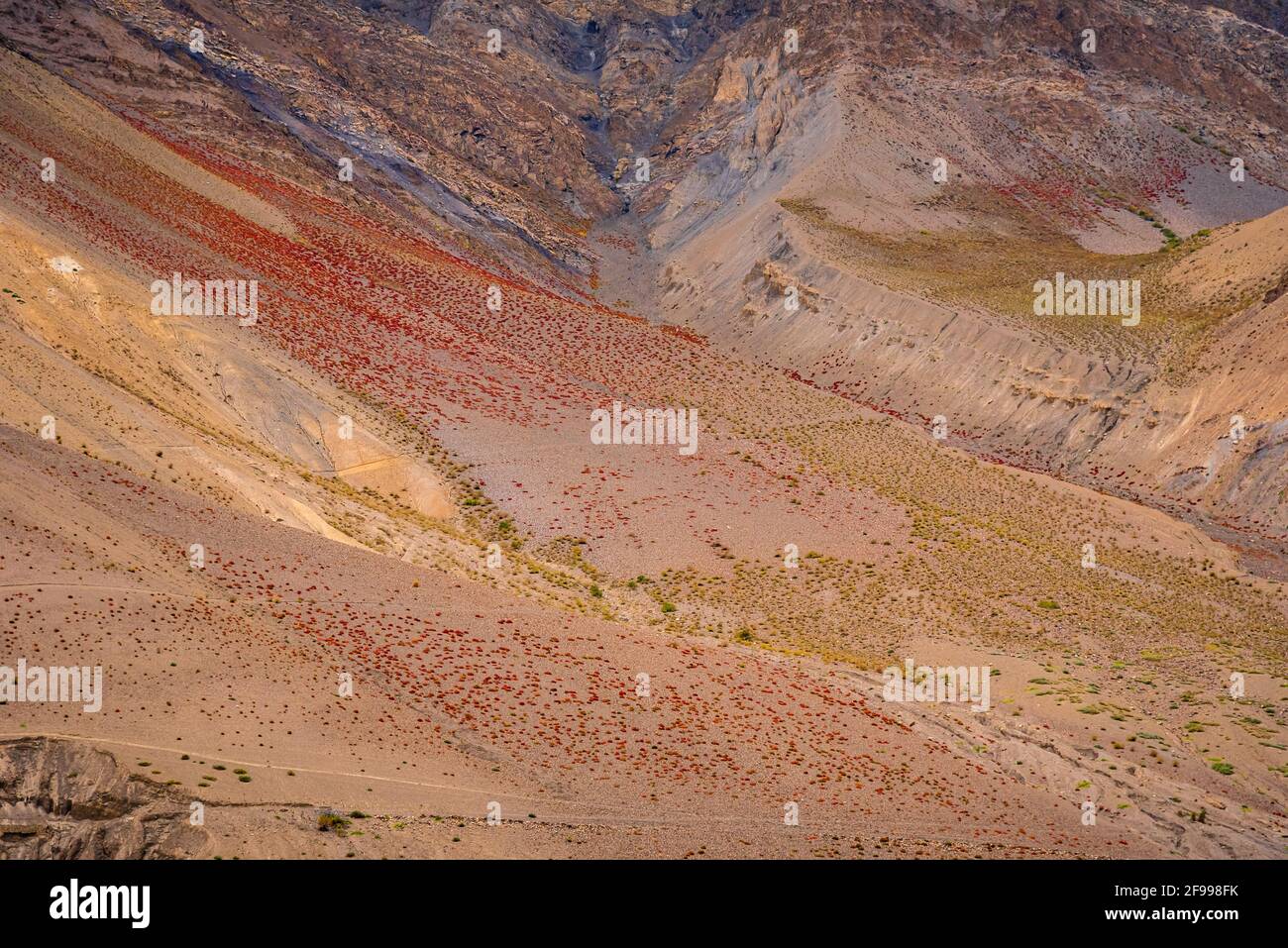 Cold desert barren landscape of Spiti mountain valley with sparse grass ...
