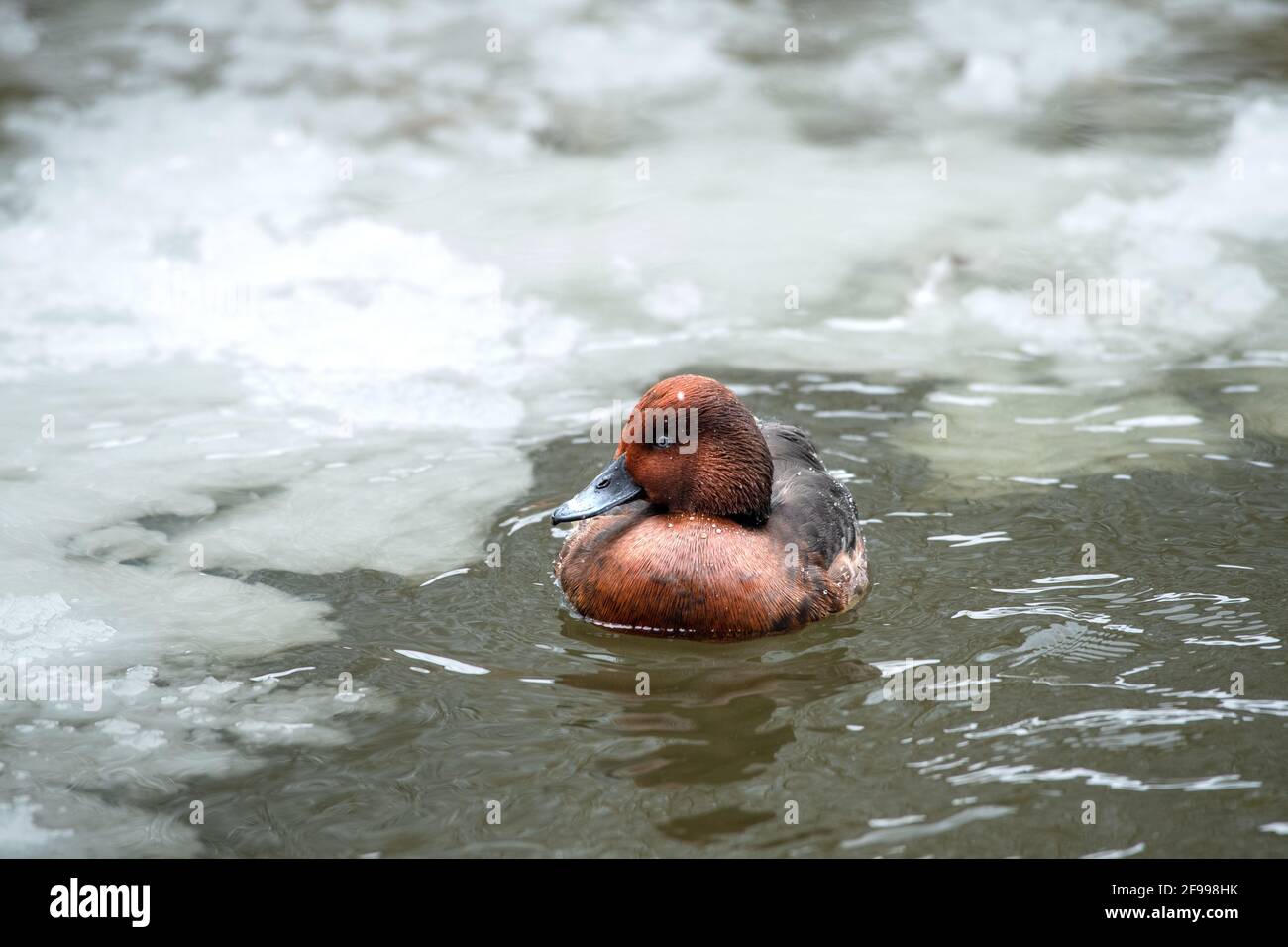 Moor duck hi-res stock photography and images - Alamy
