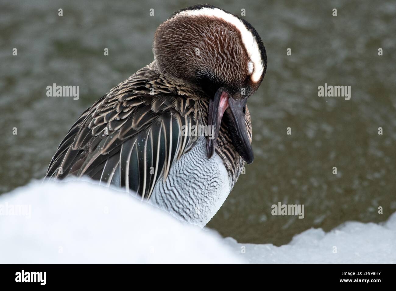 Teal in winter hi-res stock photography and images - Alamy