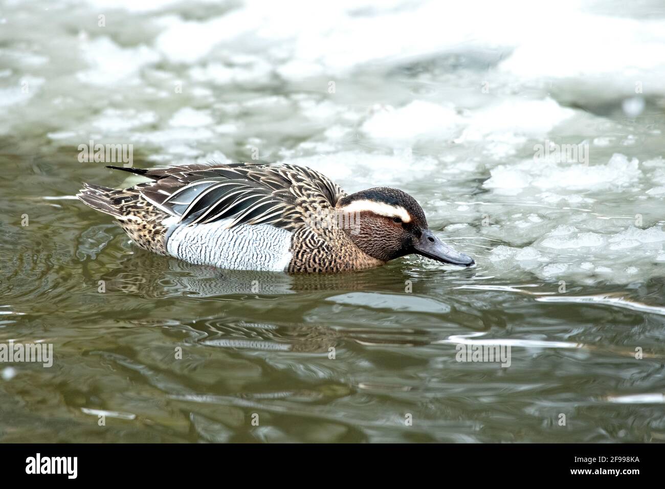Garganey (anas querquedula) garganeys hi-res stock photography and ...