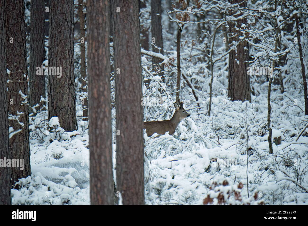 Foraging in natural woodland hi-res stock photography and images - Alamy