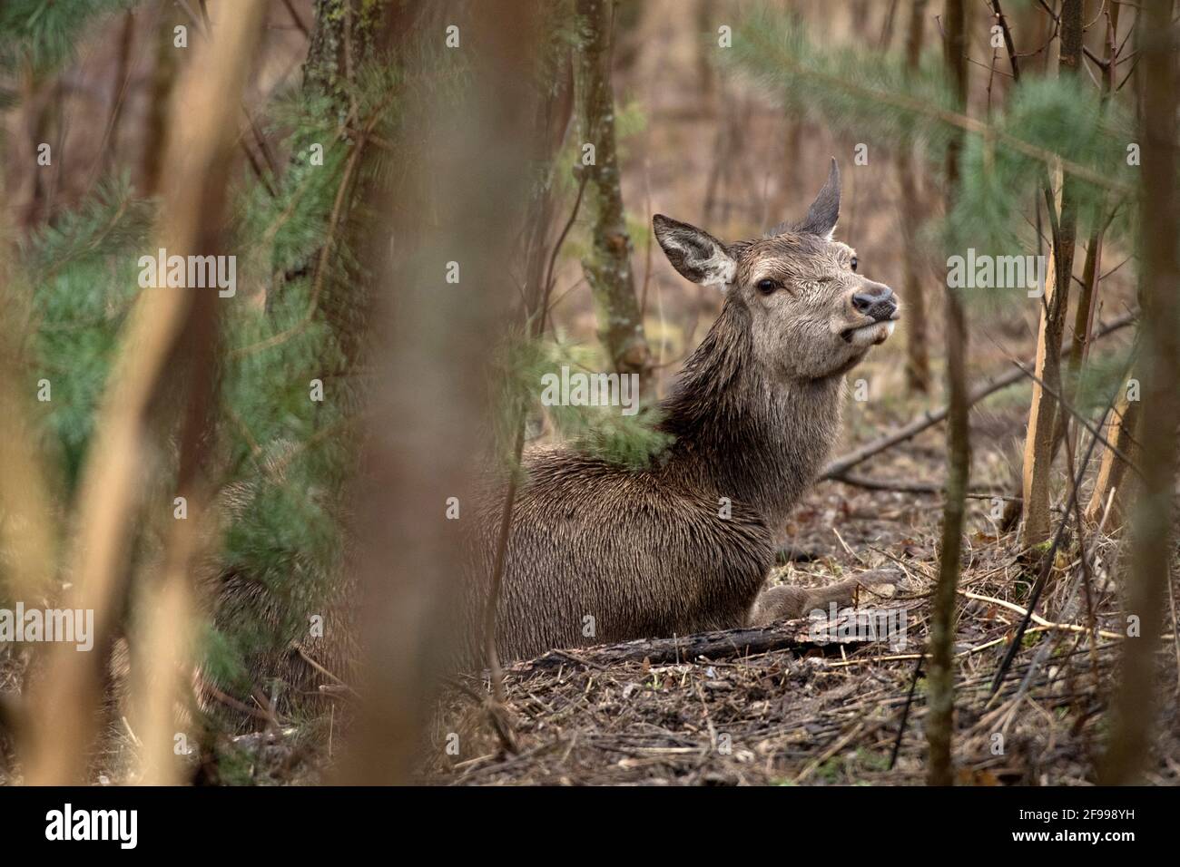 Red deer at the end of winter hi-res stock photography and images - Alamy