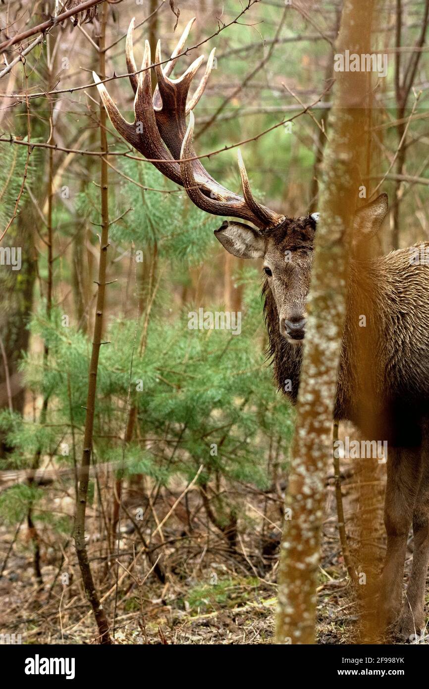 Deer, end of winter Stock Photo - Alamy