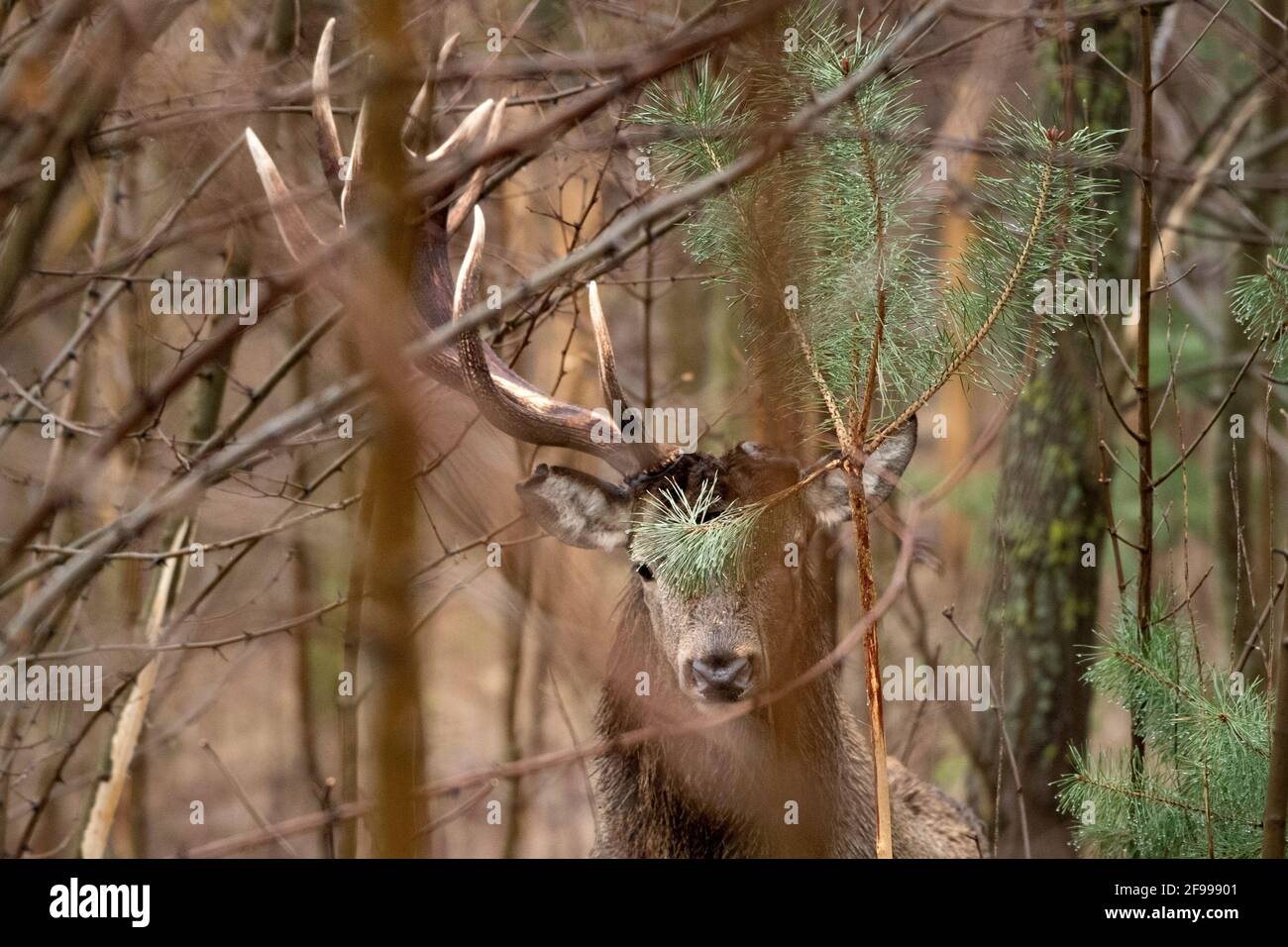 Deer, end of winter Stock Photo - Alamy