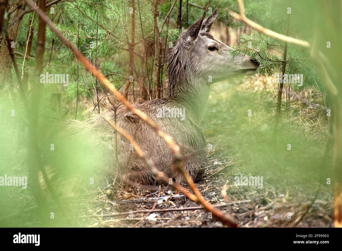 Deer, end of winter Stock Photo - Alamy